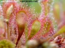 Kuva: Kihokki - kihokki pitkälehtikihokki kihokit Drosera anglica ...