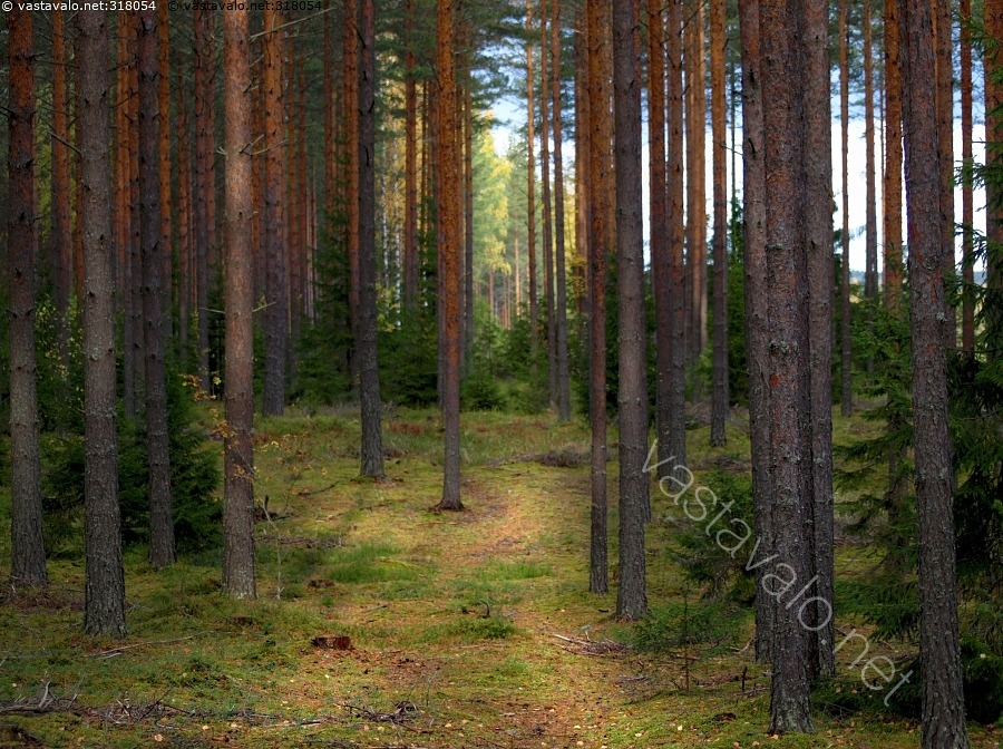 Kuva: Metsäpolku - puu puut metsä mäntymetsä kuusi kuuset polku polut ...