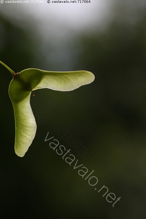 Kuva: Vaahteran siemen - vaahtera vihreä kesäkuu siemenkota vasten ...