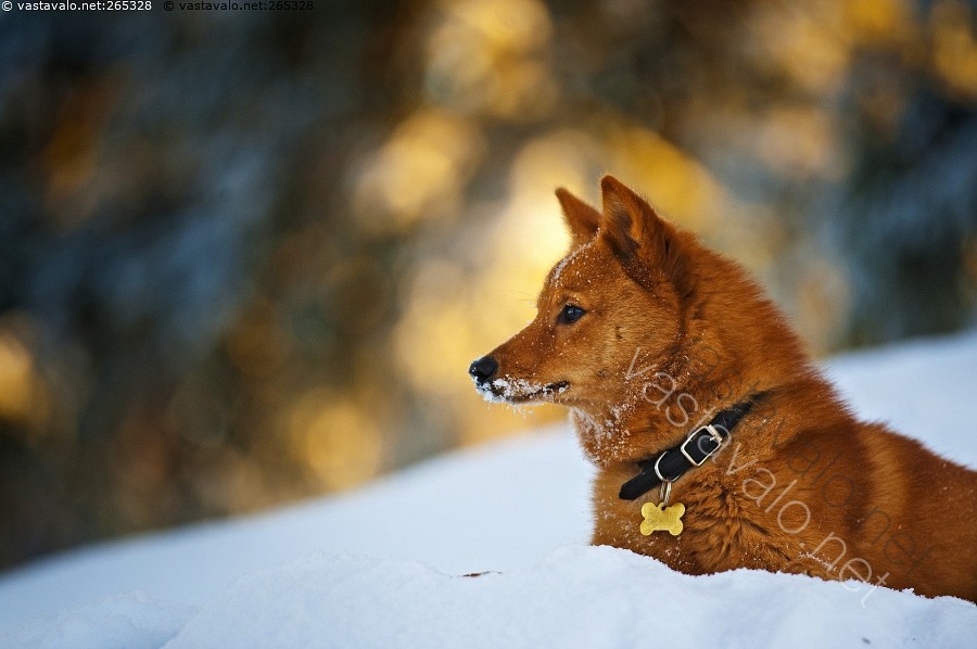 Kuva: Suomen pystykorva - suomen pystykorva pystis pikinokka ...