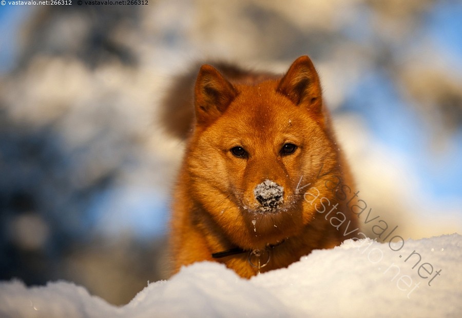 Kuva: Suomen pystykorva - suomen pystykorva pikinokka kansalliskoira ...