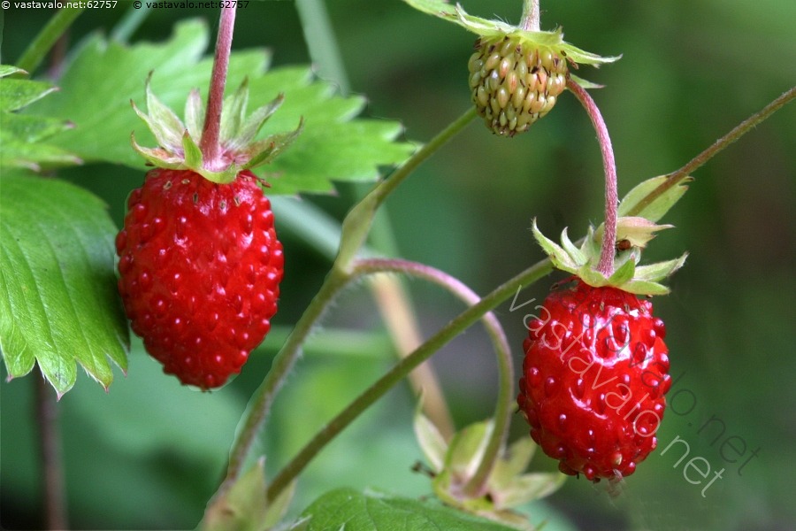 Kuva: Ahomansikka - kasvit Plantae kaksisirkkaiset siemenkasvit ...