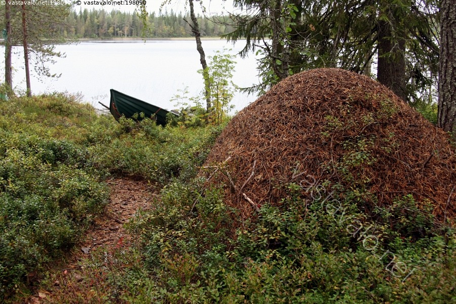 Kuva: Muurahaispesä - muurahaispesä muurahaiskeko kekomuurahaiset ...