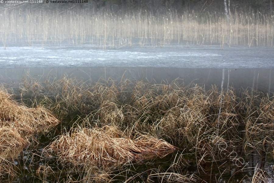 Kuva: Sulava ranta - kevät ranta vesi jää sula sumu heinikko sulaa ...