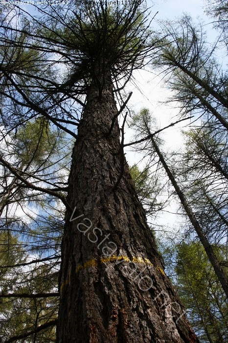 Kuva: Suomen pisin puu - metsä puut havupuut Pinopsida mäntykasvit ...
