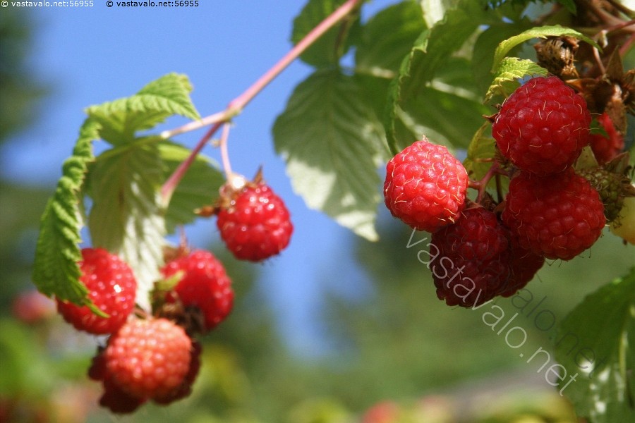 Kuva: Vadelma - puutarha kasvimaa koti piha marjapensaat marjat ...