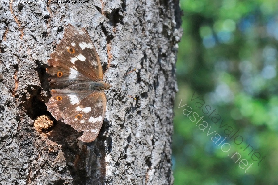 Kuva: Pikkuhäiveperhonen - pikkuhäiveperhonen Apatura ilia hyönteinen ...