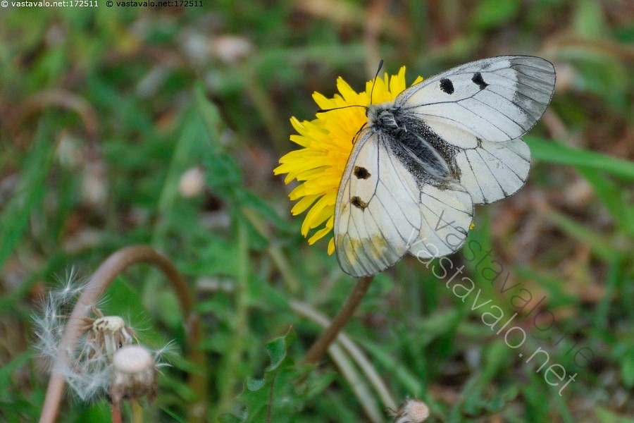 Kuva: Pikkuapollo voikukalla - pikkuapollo Parnassius mnemosyne apollo ...