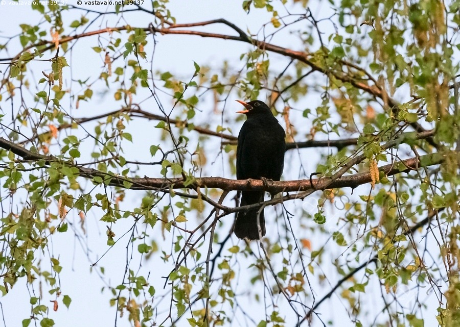 Kuva: Mustarastas laulaa - mustarastas Turdus merula Vantaa Tammisto ...