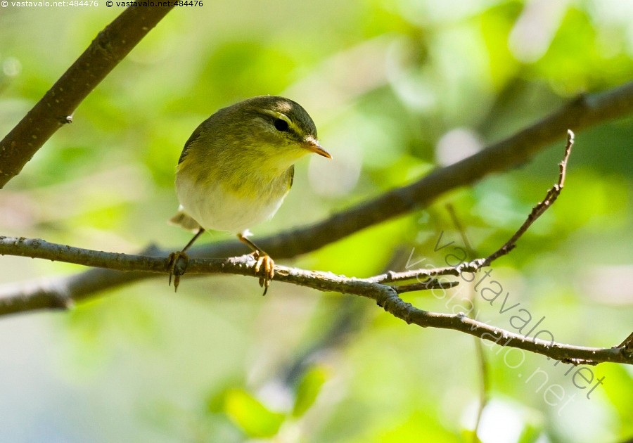Kuva: Pajulintu - Phylloscopus trochilus aikuinen hyönteissyöjä kesä ...