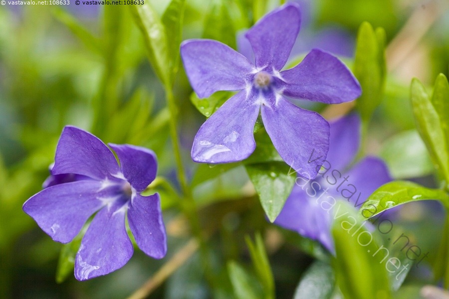 Kuva: Pikkutalvio - Vinca minor - Talvio pikkutalvio Vinca minor ...