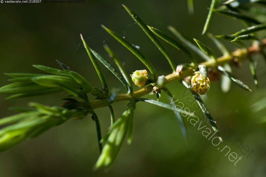 Kuva: Katajan kävyt - kataja Juniperus communis juniper käpy kävyt ...