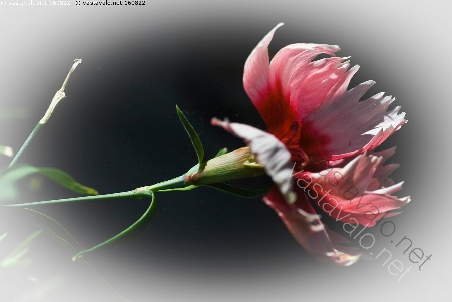 Kuva: Neilikan kukka - neilikka dianthus puutarhakukka puutarhakasvi ...