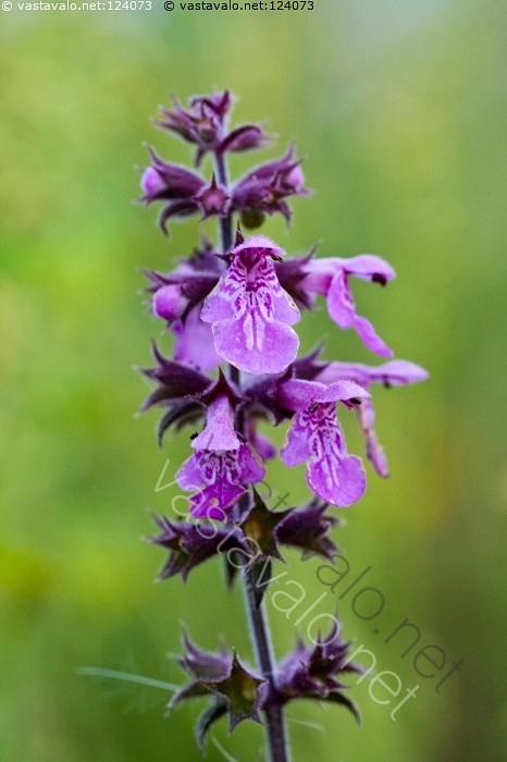 Kuva: Peltopähkämö - Stachys palustris - Peltopähkämö Stachys palustris ...