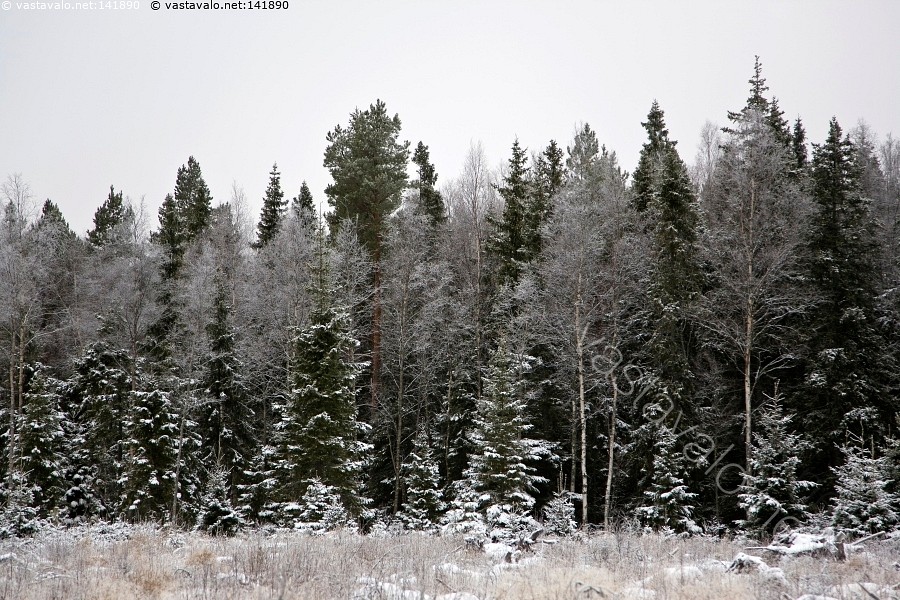 Kuva: Ensilumen aikaan - ensilumi kuura kuusi koivu mänty metsä luminen ...