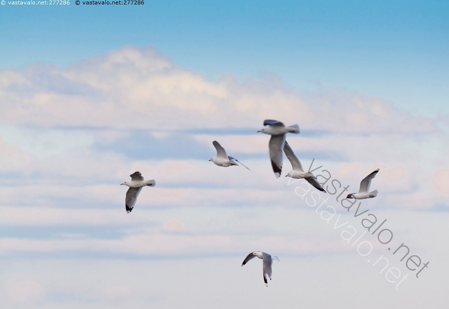 Kuva: Kalalokit - Kalalokki Larus canus Lcan lokkilinnut lokit kevät ...