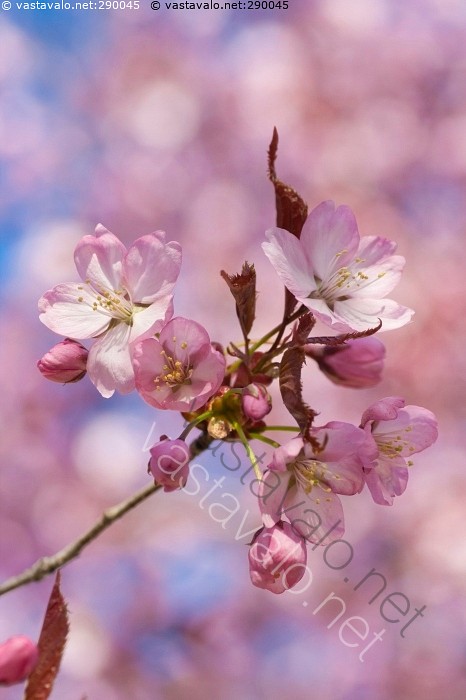 Kuva: Kirsikkapuu kukassa - kirsikan kukat kirsikkapuu kirsikka puu ...