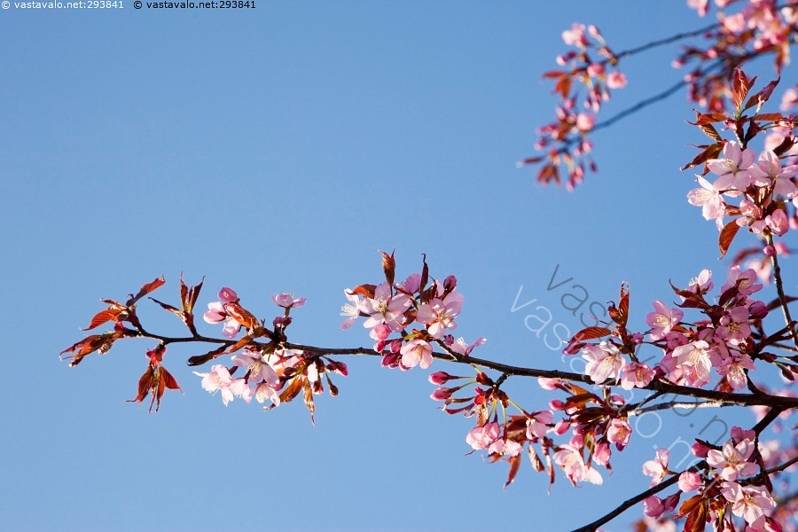 Kuva: Kirsikkapuun oksa - koristekirsikkapuu kirsikan kukat kirsikkapuu ...