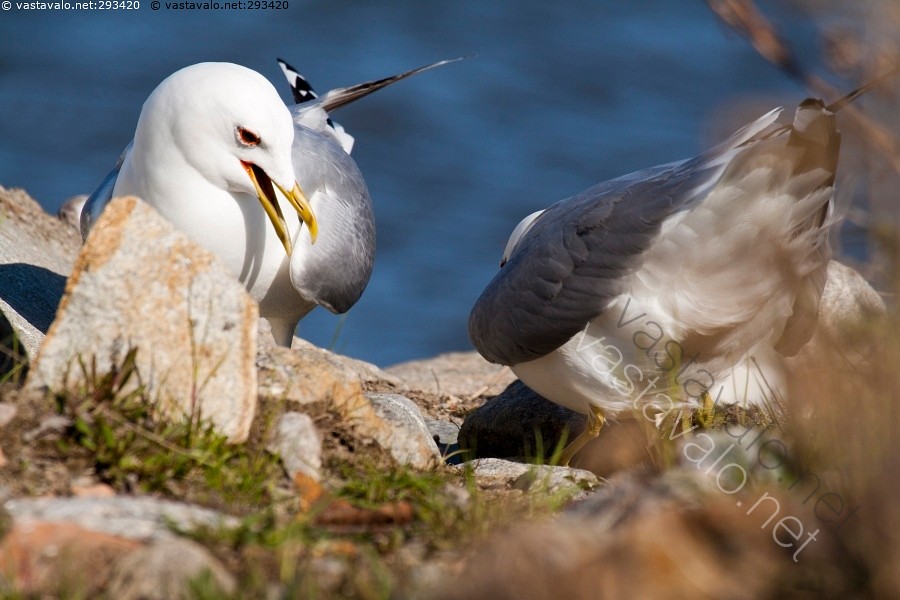 Kuva: Pesintätouhut - kalalokki lintu Larus canus common mew gull pari ...