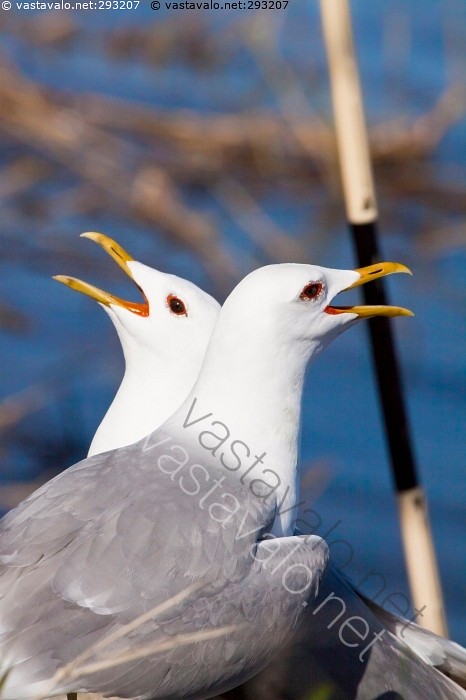 Kuva: Kalalokkien soidin - kalalokki lintu larus canus common mew gull ...