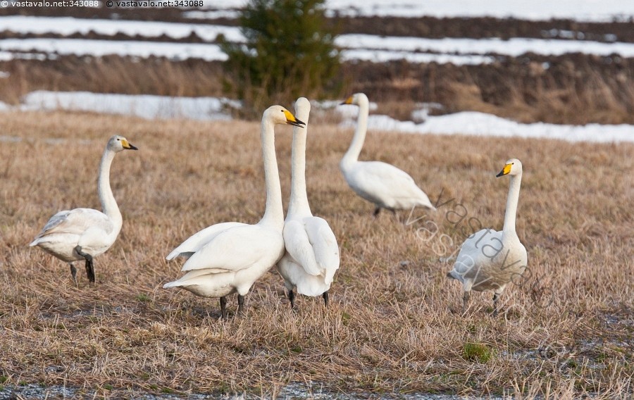 Kuva: Kyljittäin - Cygnus cygnus iso kansallislintu kevät kevätmuutto ...