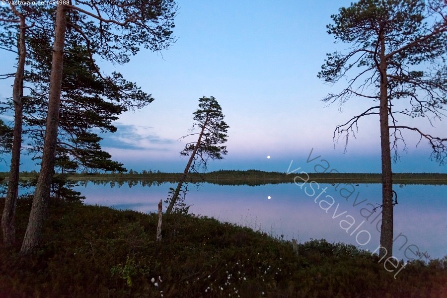 Kuva: Kesäyö Kauhanevalla - Kauhaneva kansallispuisto kelomänty ...