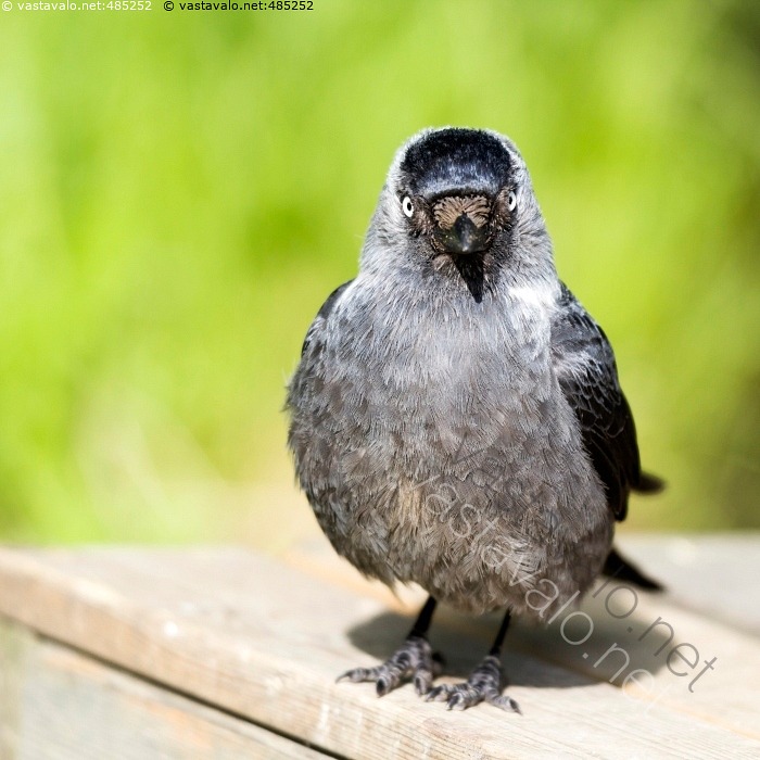Kuva: Naakka - Corvus monedula harmaa katse kaupunkilintu kesä lintu ...
