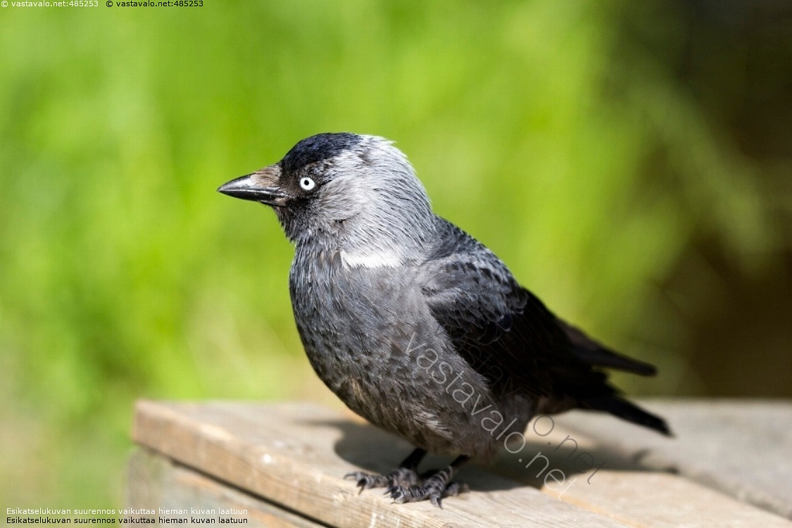 Kuva: Naakka - Corvus monedula harmaa katse kaupunkilintu kesä lintu ...
