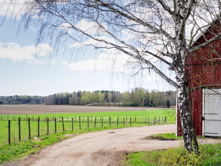 Kuva: Maalaismaisema - Haltialan pellot aita aitaus iso koivu kevät ...