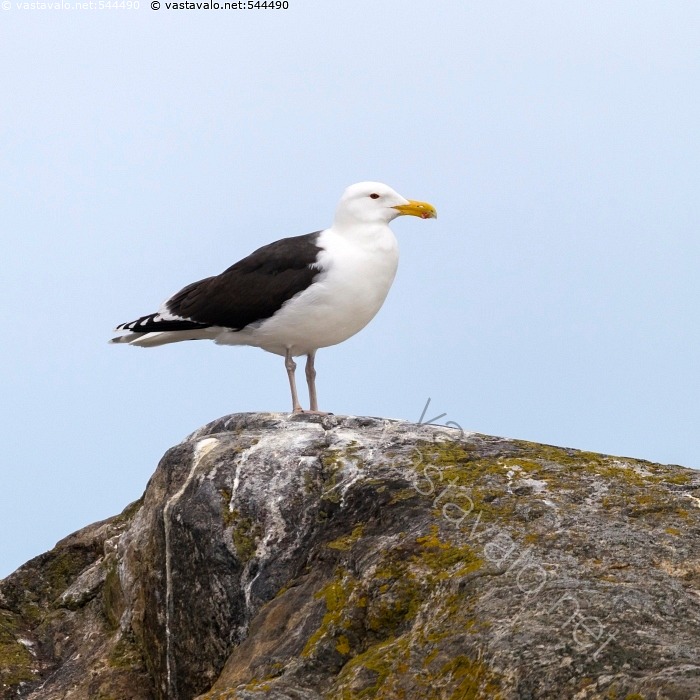 Kuva: Merilokki - Fälgrund Itämeri Kaldonskär Larus marinus Nämpnäs ...