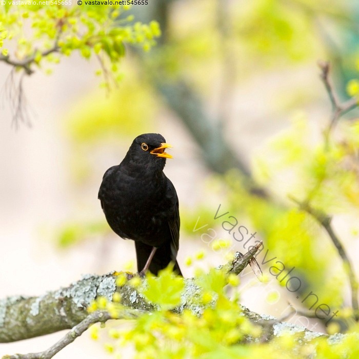 Kuva: Yksijalkainen mustarastas - pikkulintu pikkulinnut Helsinki ...