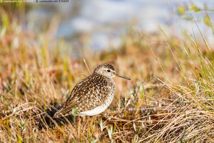 Kuva: Liro - Kauhaneva Tringa glareola aikuinen kahlaaja kevät lampi ...