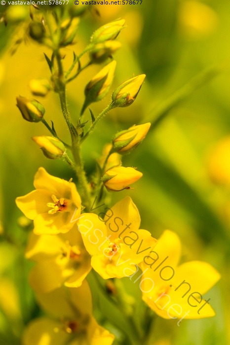 Kuva: Ranta-alpi - Lysimachia vulgaris alpi esikkokasvi keltainen ...