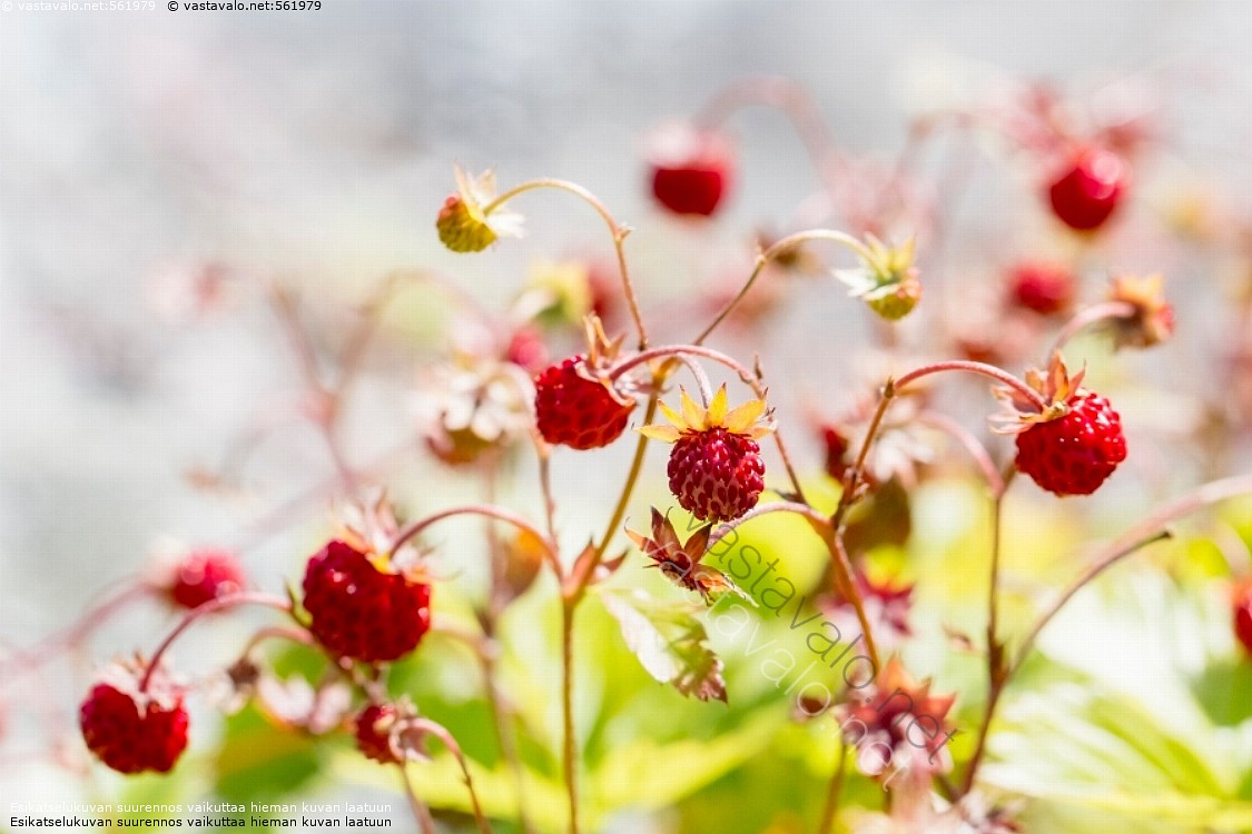 Kuva: Ahomansikat - Fragaria vesca Närpiö Rosaceae ahomansikka kasvi ...