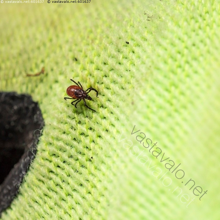Kuva: Puutiainen - Ixodes ricinus hämähäkkieläimet hämähäkkieläin ...