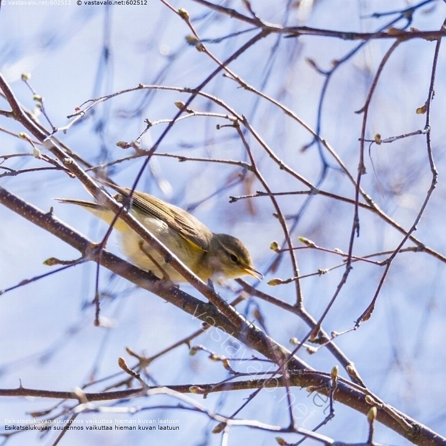Kuva: Pajulintu - Phylloscopus trochilus aikuinen kevät lintu ...