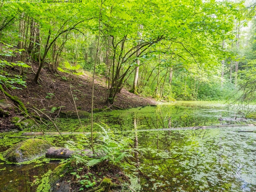 Kuva: Metsälampi - Corylus avellana Lemna minor Pitkäkosken ...