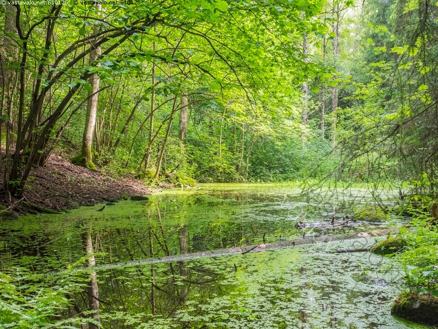 Kuva: Metsälampi - Corylus avellana Lemna minor Pitkäkosken ...