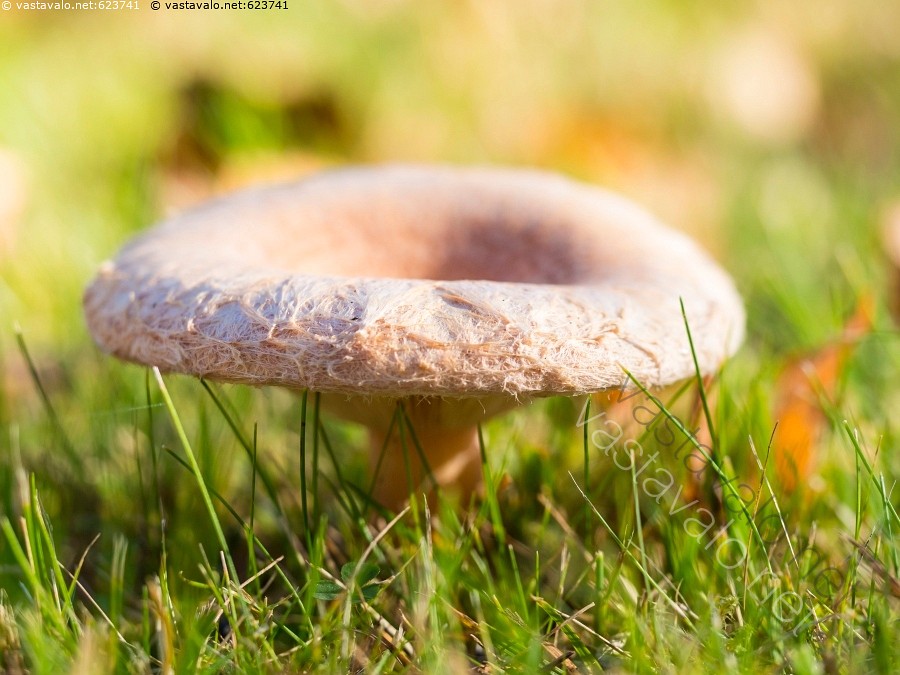 Kuva: Karvarousku - Lactarius torminosus karva karvainen karvarousku ...