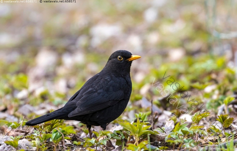 Kuva: Mustarastas - Turdus merula aikuinen kevät koiras lintu maa ...