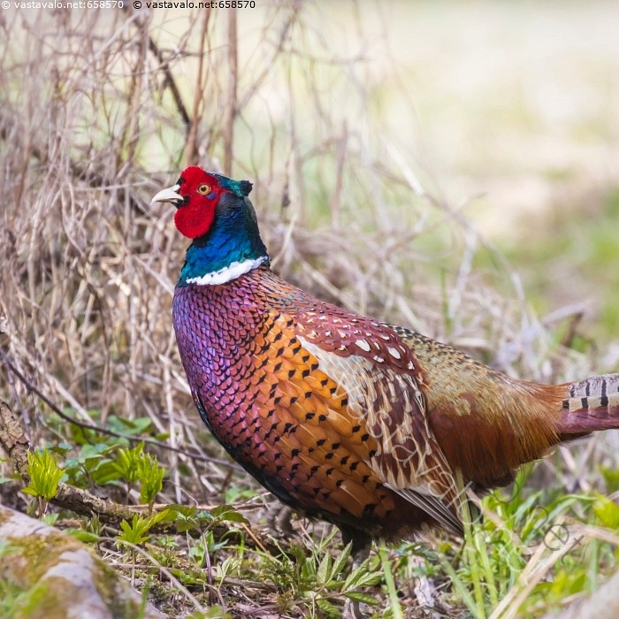 Kuva: Fasaani - Phasianus colchicus aikuinen fasaani kanalintu kevät ...