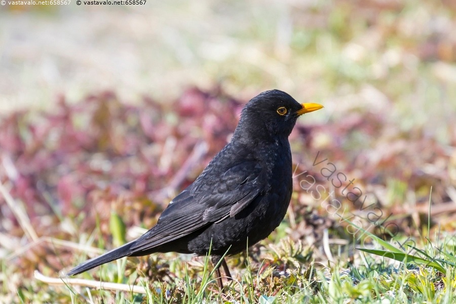 Kuva: Mustarastas - Turdus merula aikuinen kevät koiras lintu maa ...