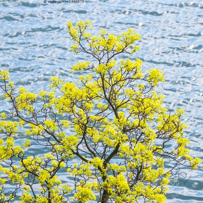 Kuva: Vaahtera kukkii - Acer platanoides Töölönlahti jalopuu keltainen ...