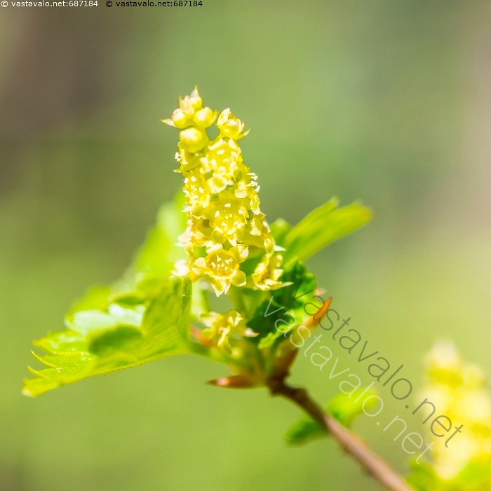 Kuva: Taikinamarja - Ribes alpinum kasvi kevät kukassa kukat kukka ...