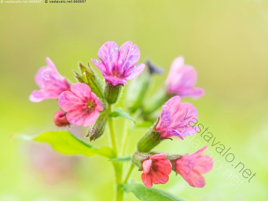 Kuva: Imikkä - Pulmonaria obscura imikkä kasvi keväinen kevät ...
