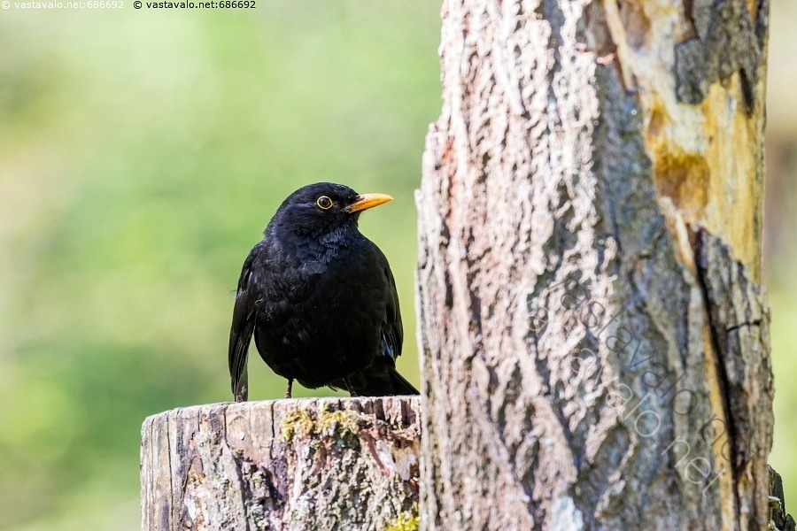 Kuva: Mustarastas - Turdus merula aikuinen höyhenpeite keltainen ...