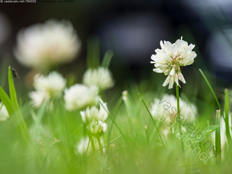 Kuva: Valkoapilat - apila apilaniitty hernekasvit kasvi kesä kukinto ...