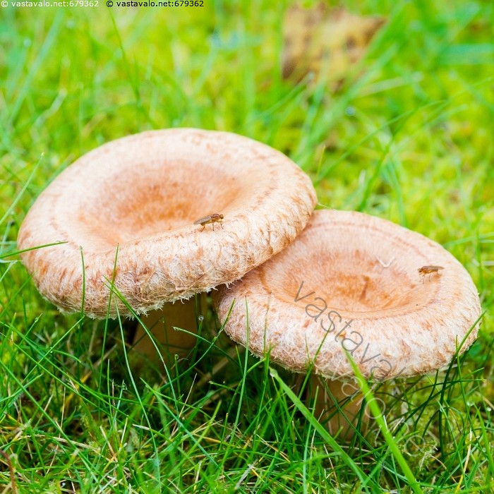 Kuva: Karvarouskut - Lactarius torminosus heltat heltta jalka ...