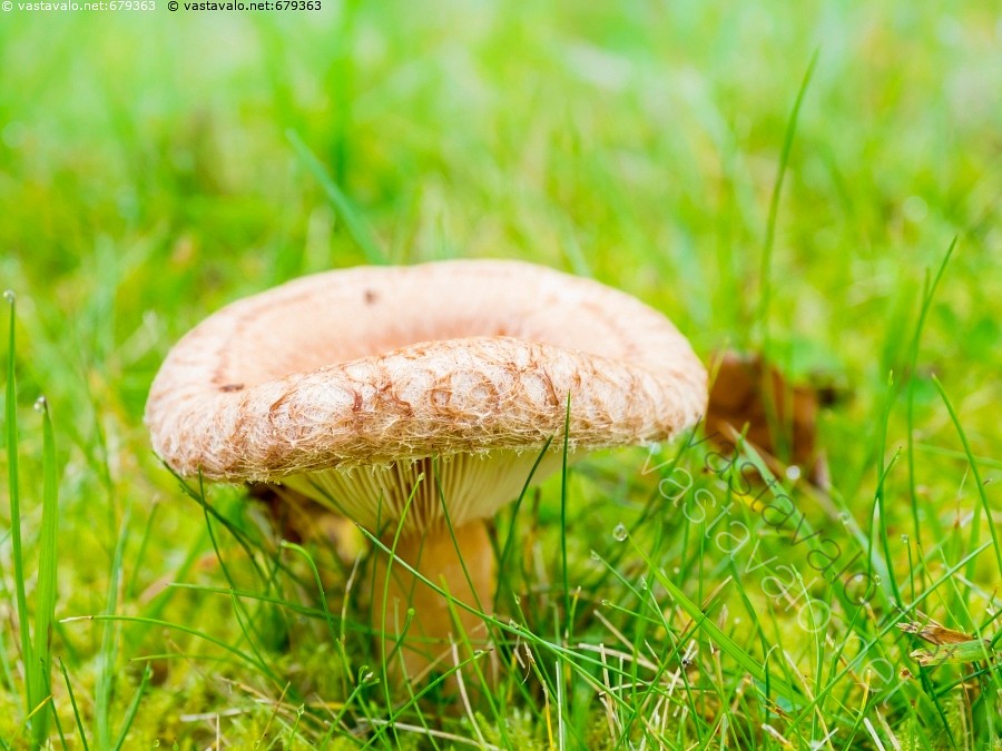 Kuva: Karvarousku - Lactarius torminosus heltat heltta jalka ...