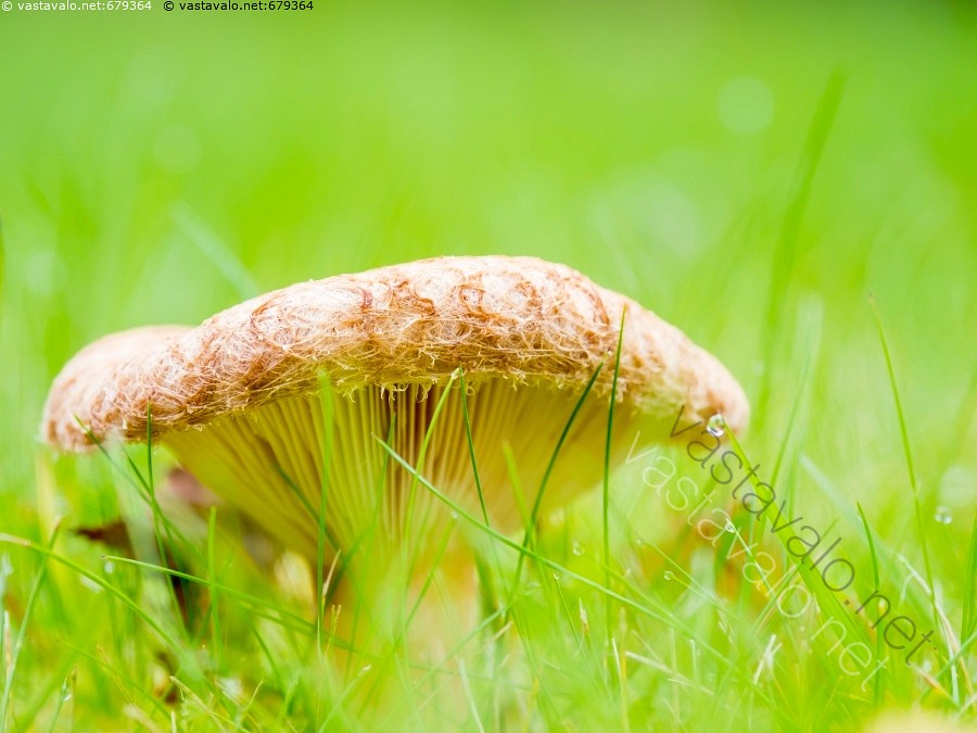 Kuva: Karvarousku - Lactarius torminosus heltat heltta jalka ...